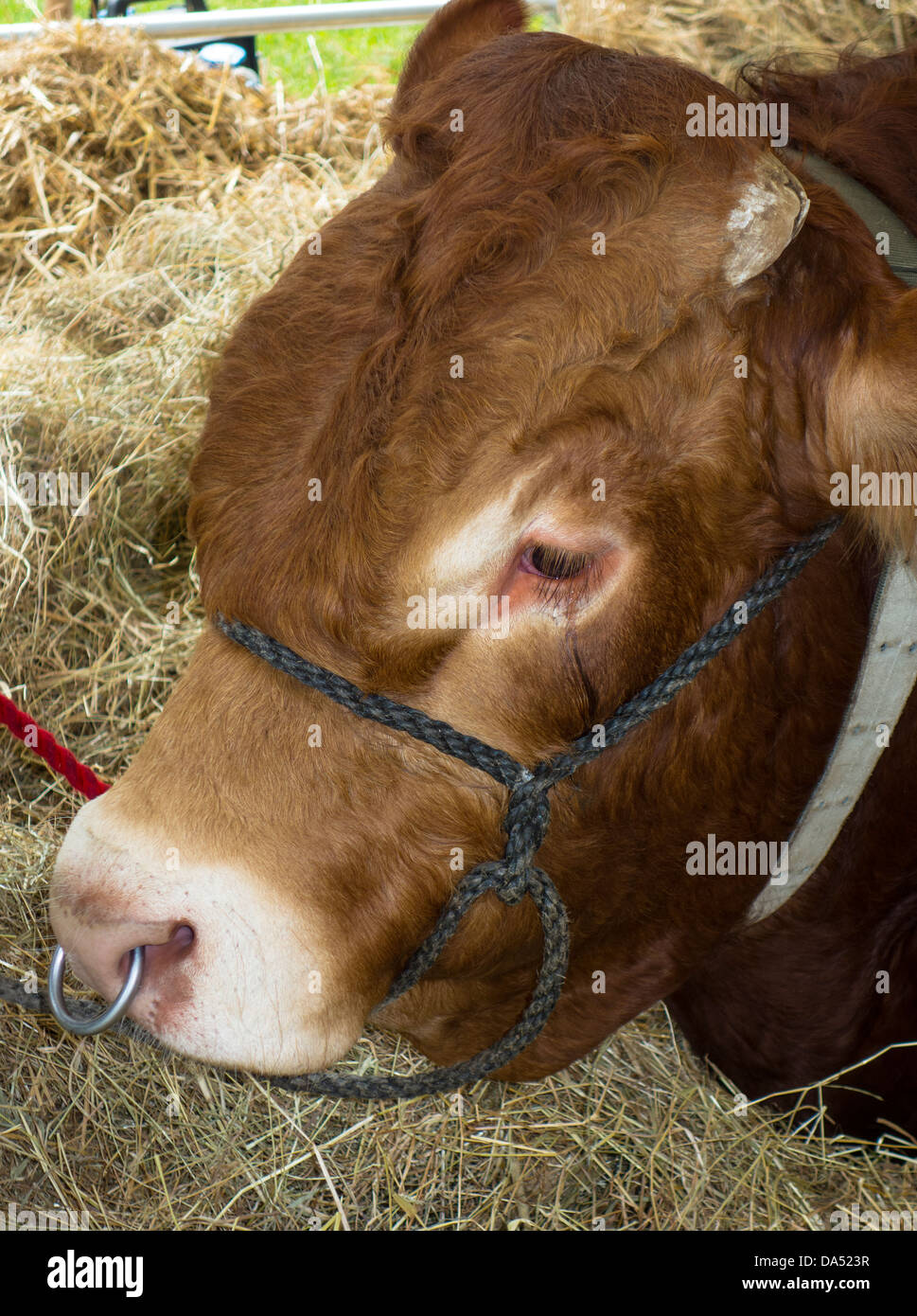 Prize cattle hi-res stock photography and images - Alamy