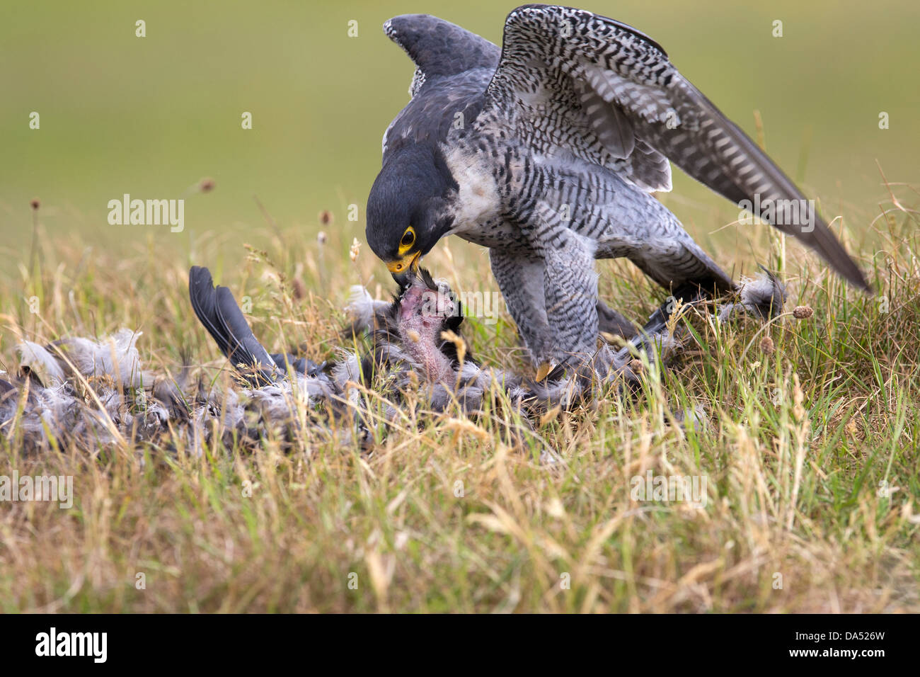 Peregrine falcon bird of prey raptor falco hi-res stock photography and ...