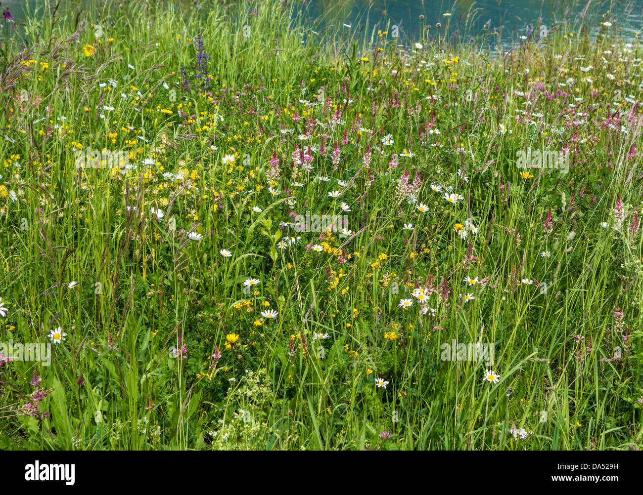 Spring meadow wild flowers hi-res stock photography and images - Alamy