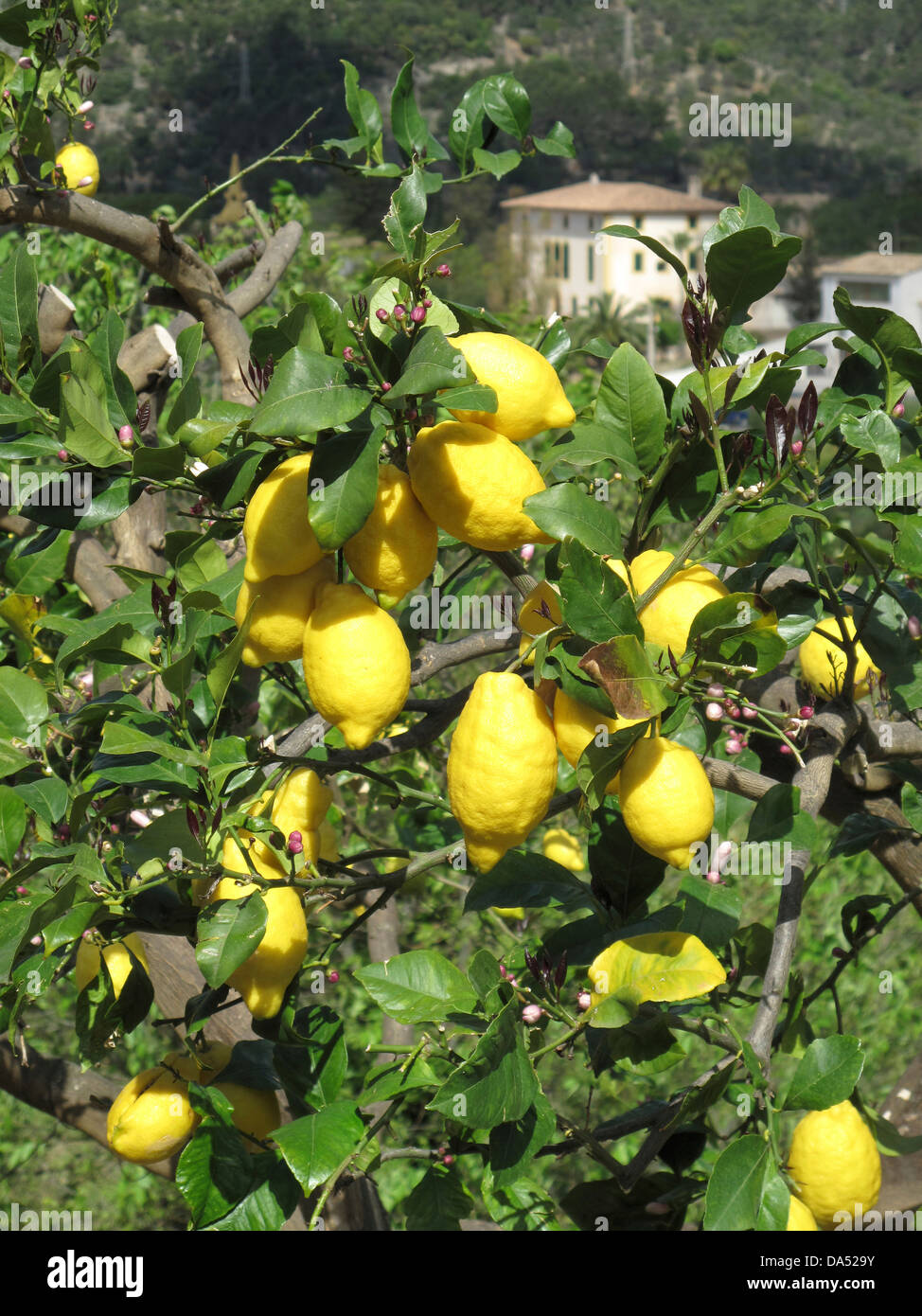 lemons, between bunyola and alaro, mallorca, spain Stock Photo - Alamy