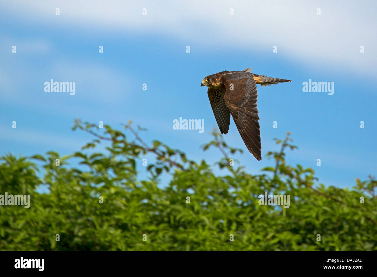 Merlin In Flight High Resolution Stock Photography and Images - Alamy