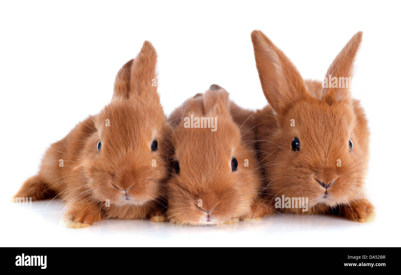 Fauve de bourgogne rabbits Cut Out Stock Images & Pictures - Alamy