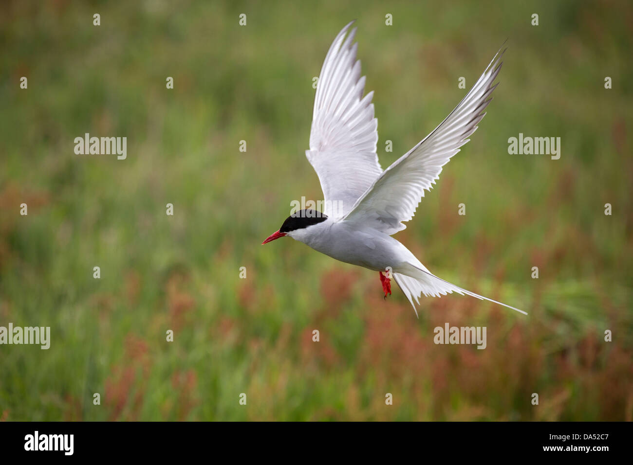 Arctic Tern in flight Stock Photo - Alamy
