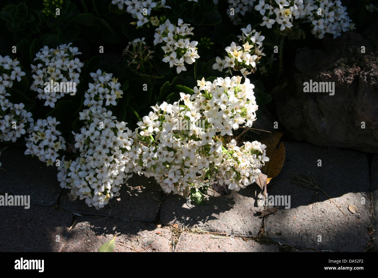 A Cluster of Small White Flowers Stock Photo - Alamy