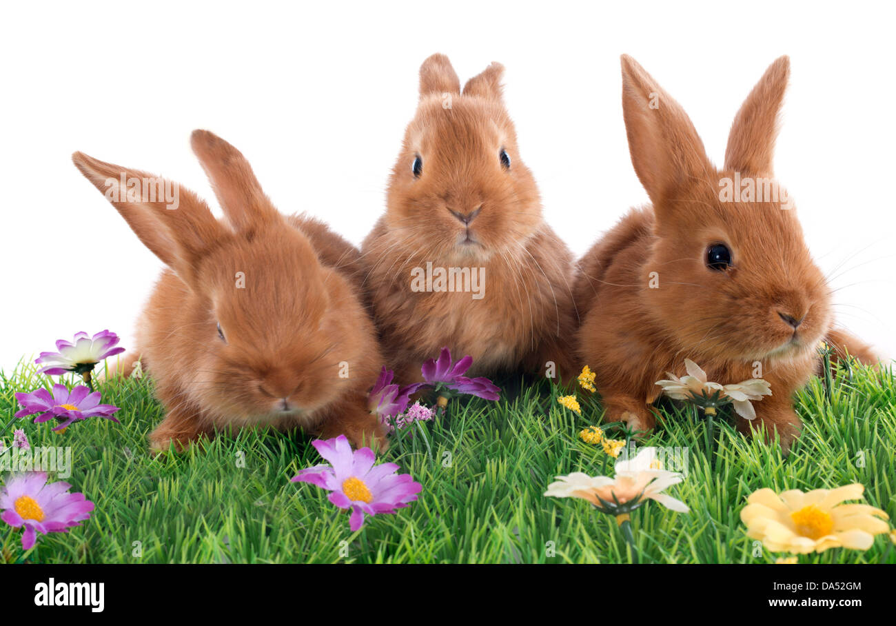 young rabbits fauve de Bourgogne sitting in front of white background ...