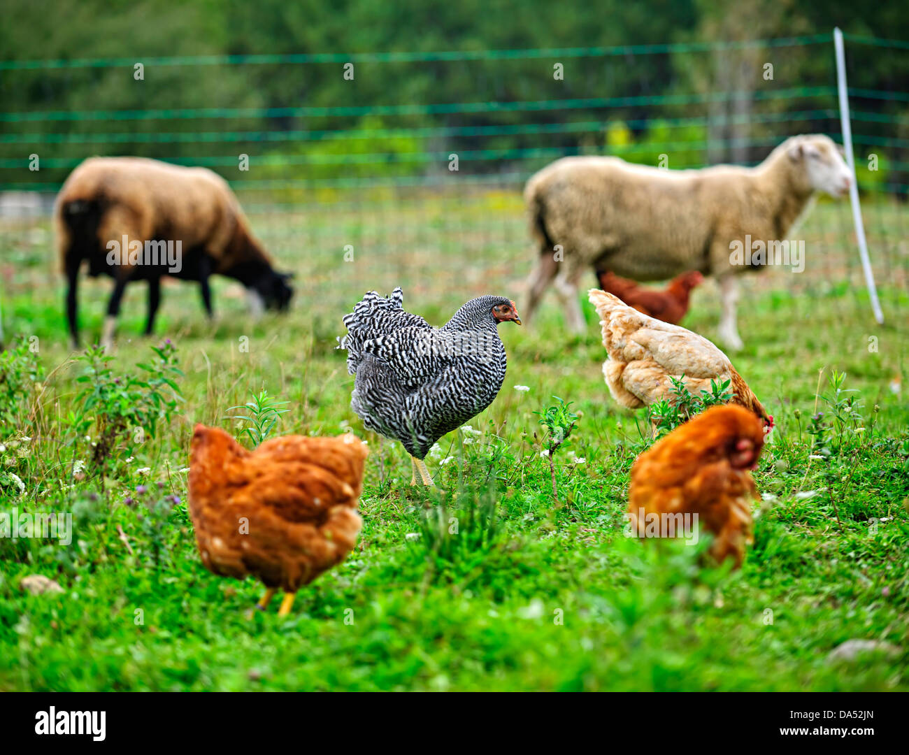Sustainable farm animals hi-res stock photography and images - Alamy