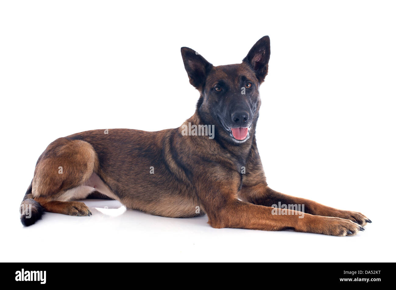 purebred belgian sheepdog malinois on a white background Stock Photo ...