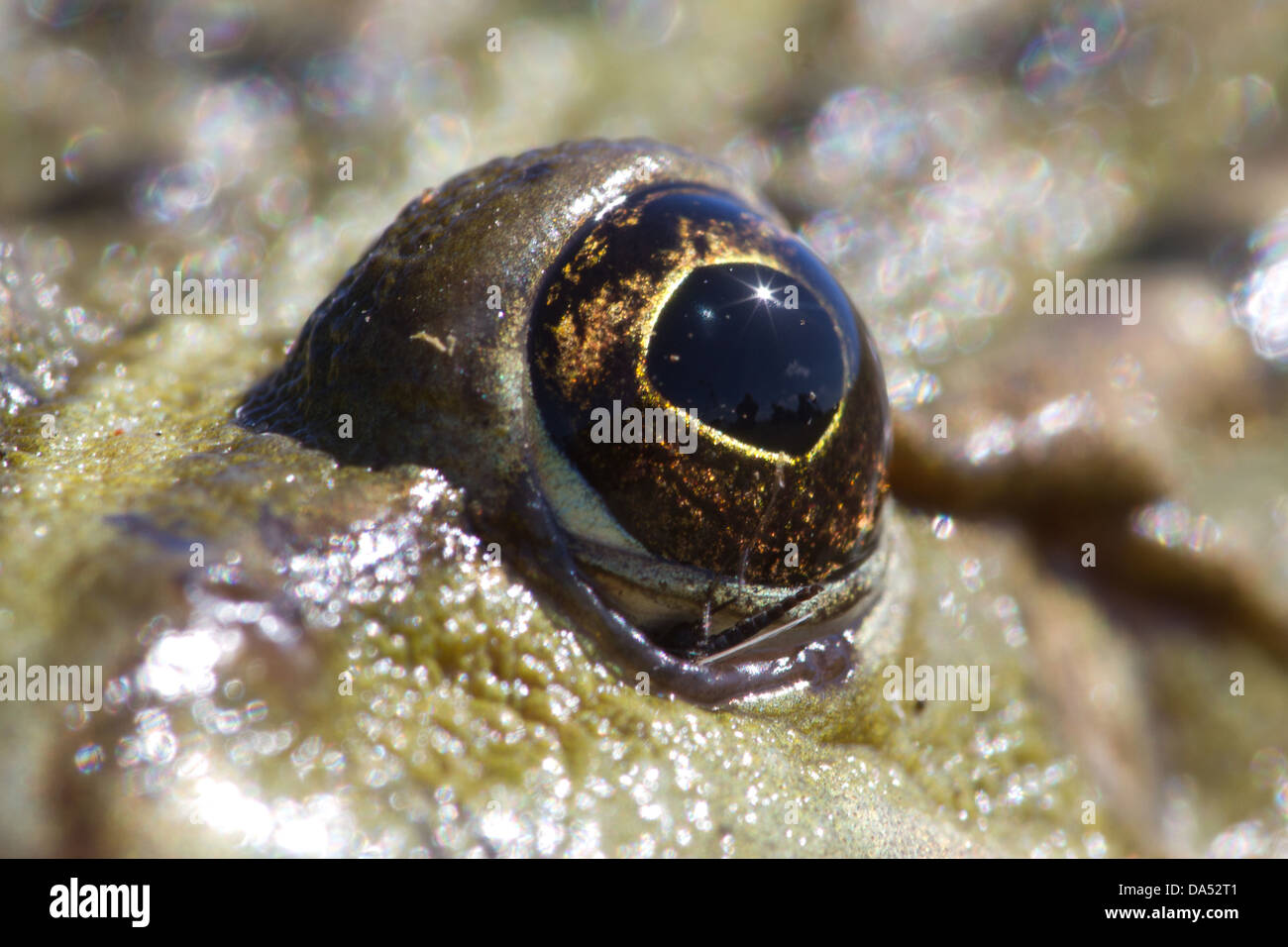 The details of a common toads eye are clearly shown in this close up ...