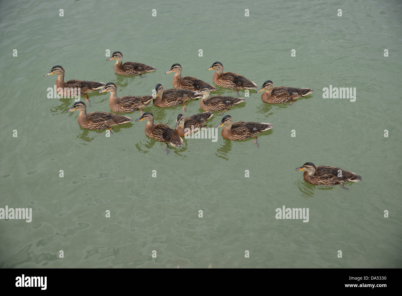 Female duck and ducklings swimming in the River Thames near the ...