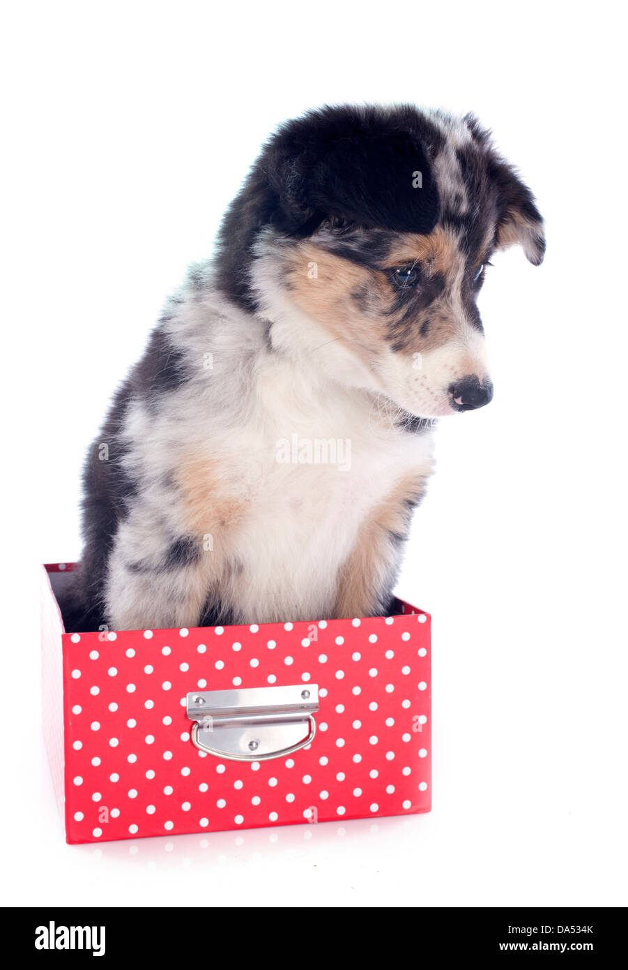 Border collie puppy box hi-res stock photography and images - Alamy