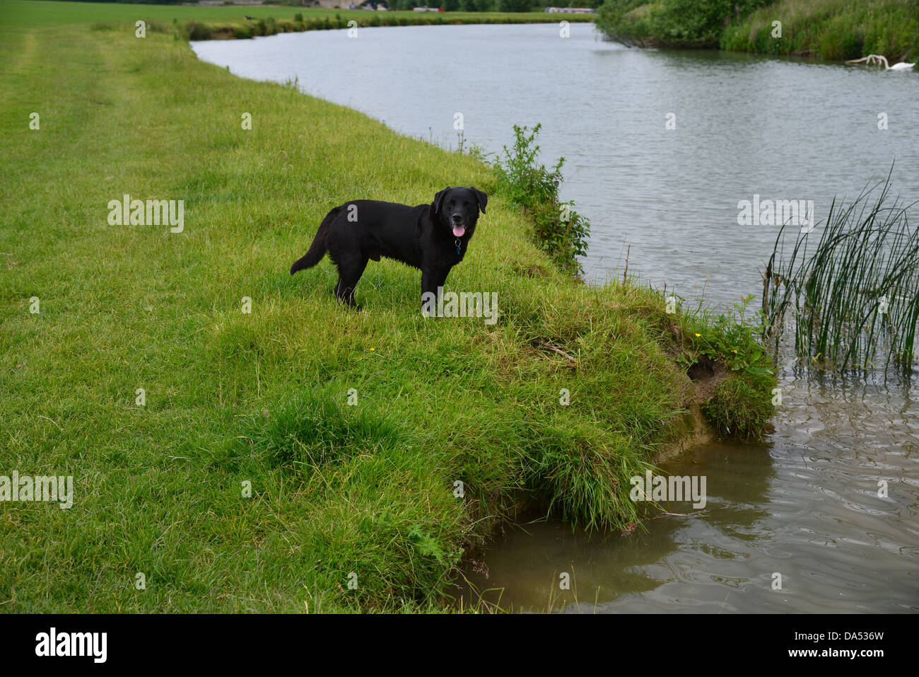 Black labrador retriever standing hi-res stock photography and images ...