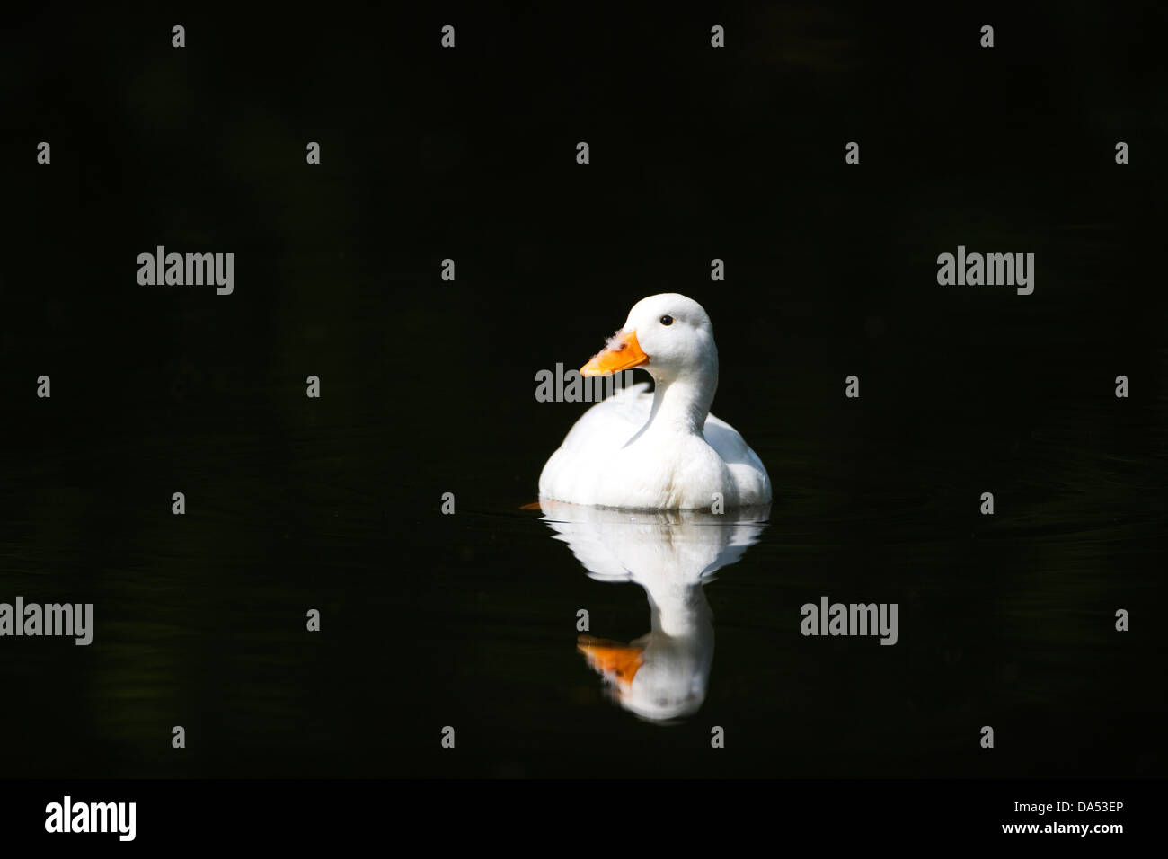 White Duck Stock Photos & White Duck Stock Images - Alamy