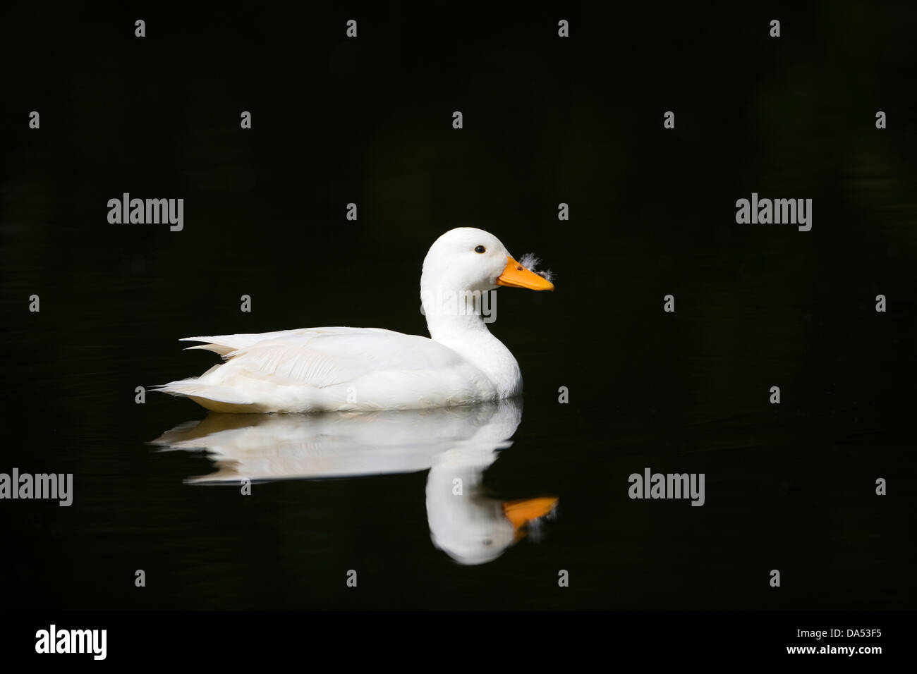 Duck by the river don hi-res stock photography and images - Alamy