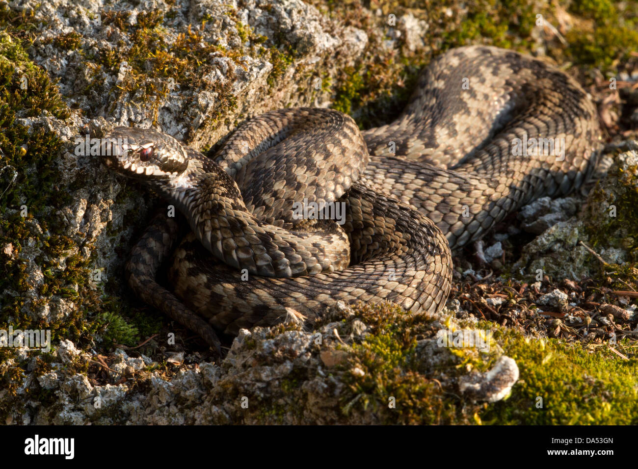 Red adder hi-res stock photography and images - Alamy