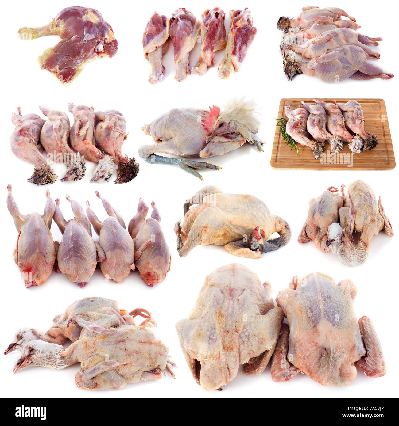 group of poultry in front of white background Stock Photo - Alamy