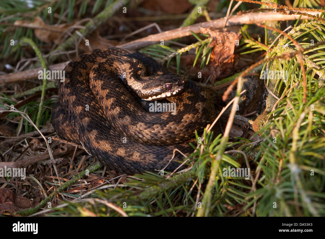 Red adder hi-res stock photography and images - Alamy