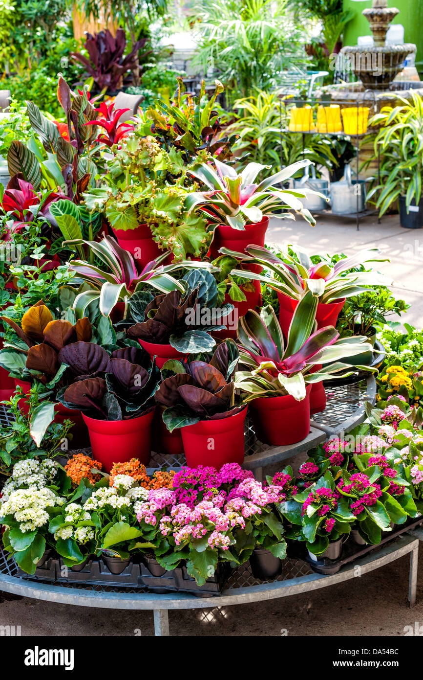 Racks of flowering plants hi-res stock photography and images - Alamy