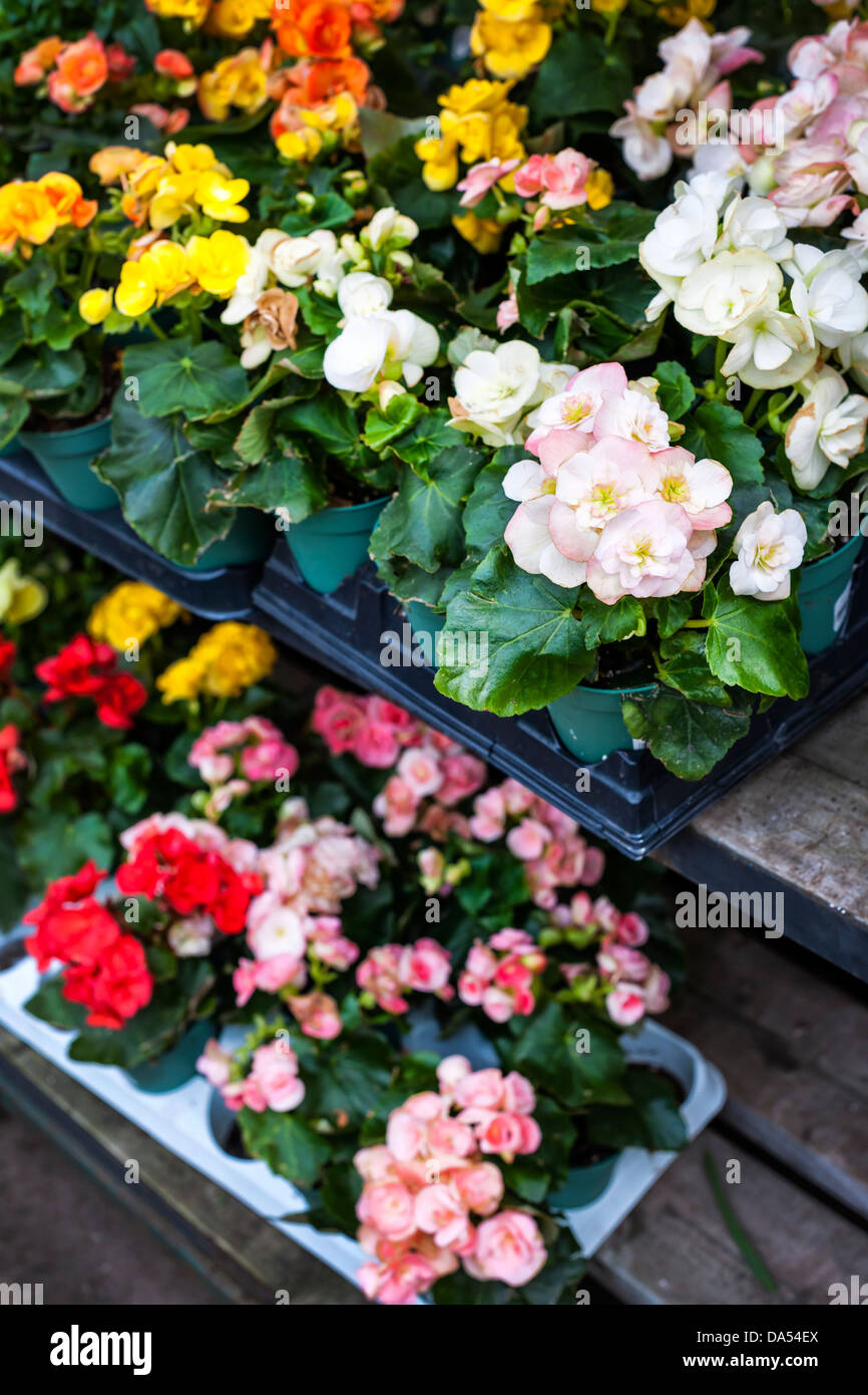 Plant trays hi-res stock photography and images - Alamy