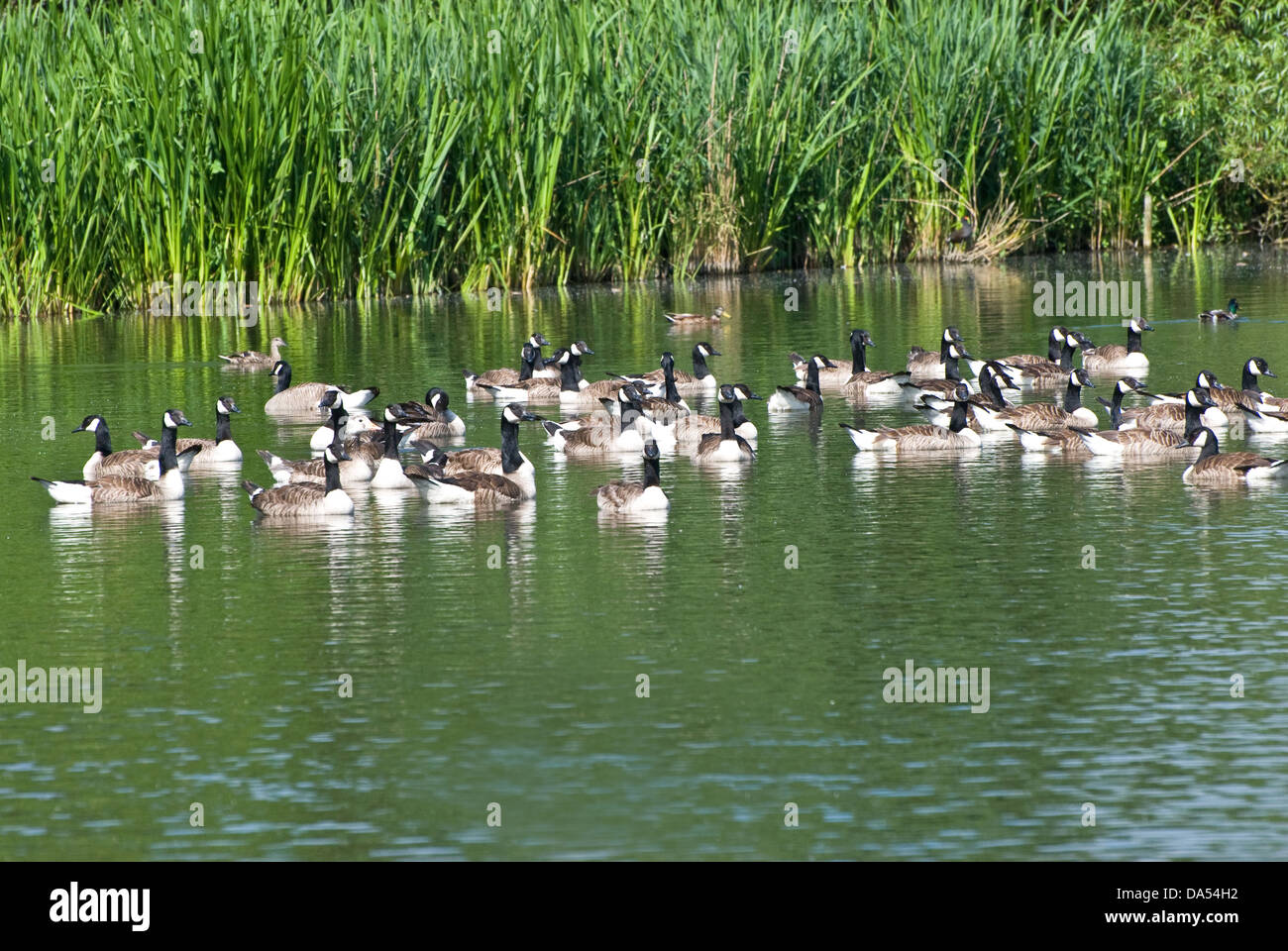Group of Canada geese Stock Photo - Alamy