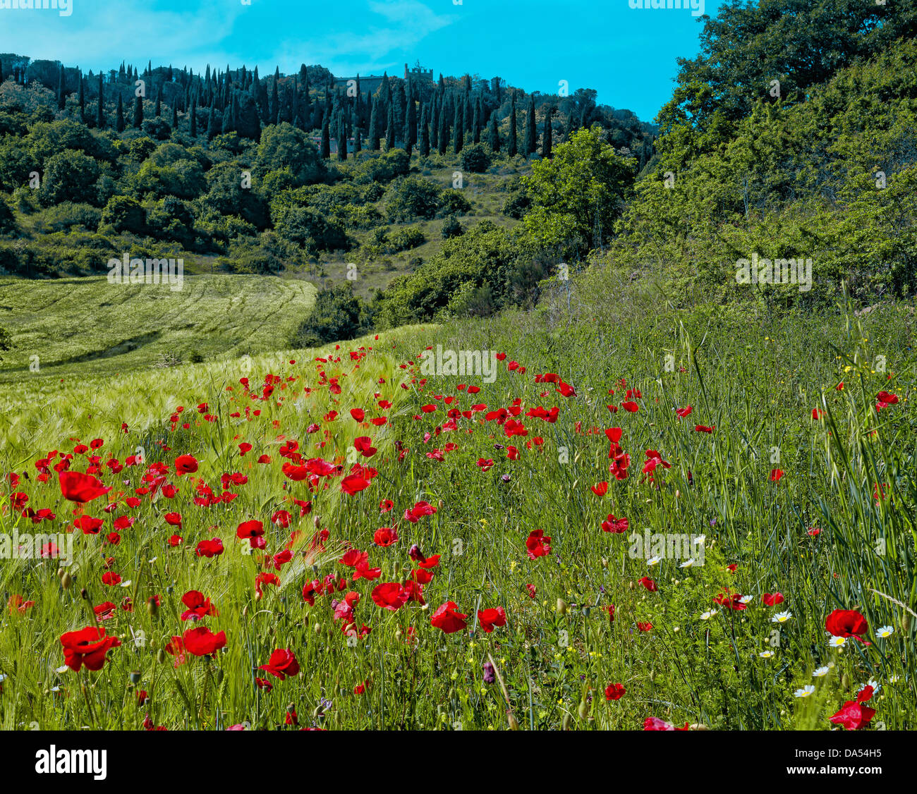 Italy, Europe, Umbria, Niccone, Umbertide, forest, wood, trees, summer ...