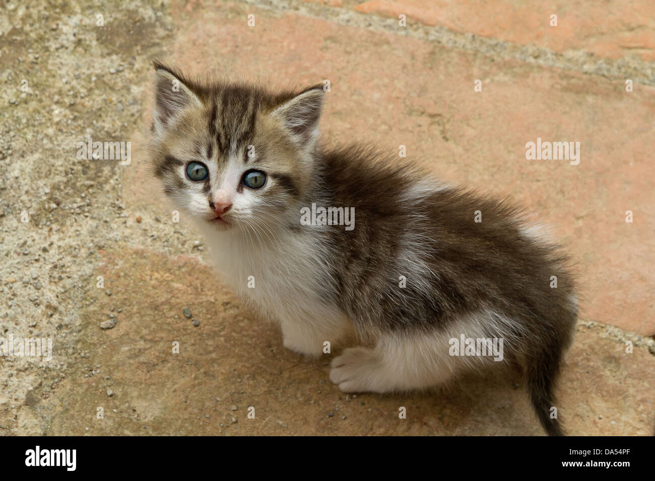 Animal, cat, kitten, young, garden, domestic animal, pet, slab Stock ...