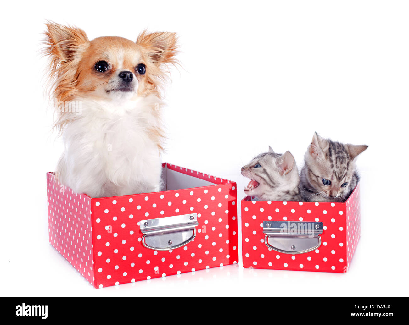 portrait of a purebred bengal kitten and chihuahua on a white ...