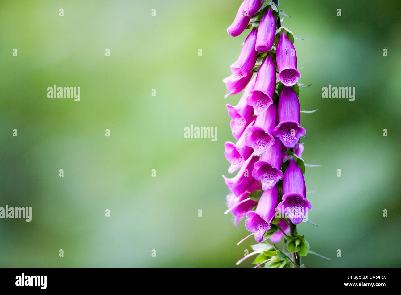 Wild foxglove uk hi-res stock photography and images - Alamy