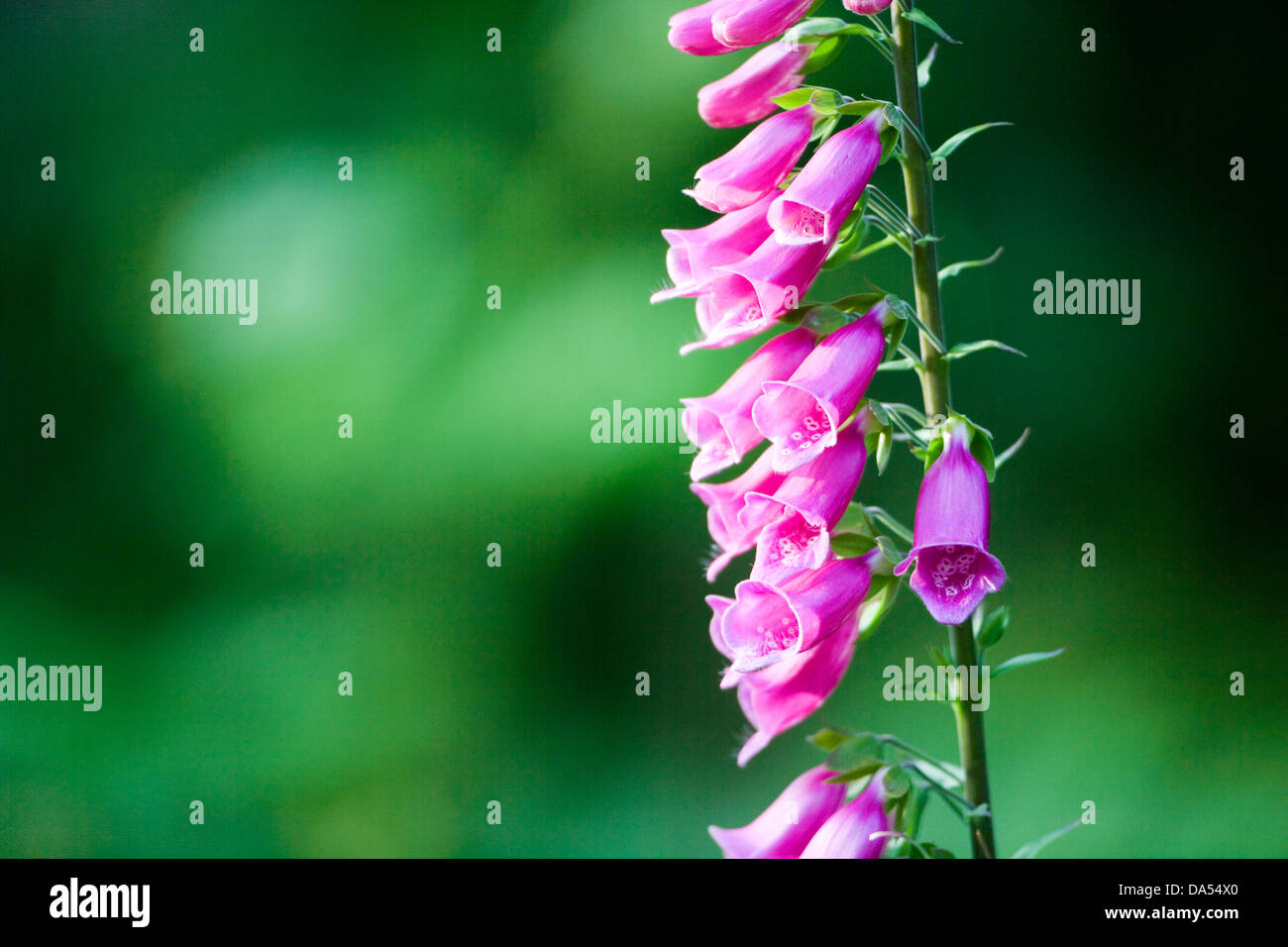 Wild foxglove uk hi-res stock photography and images - Alamy