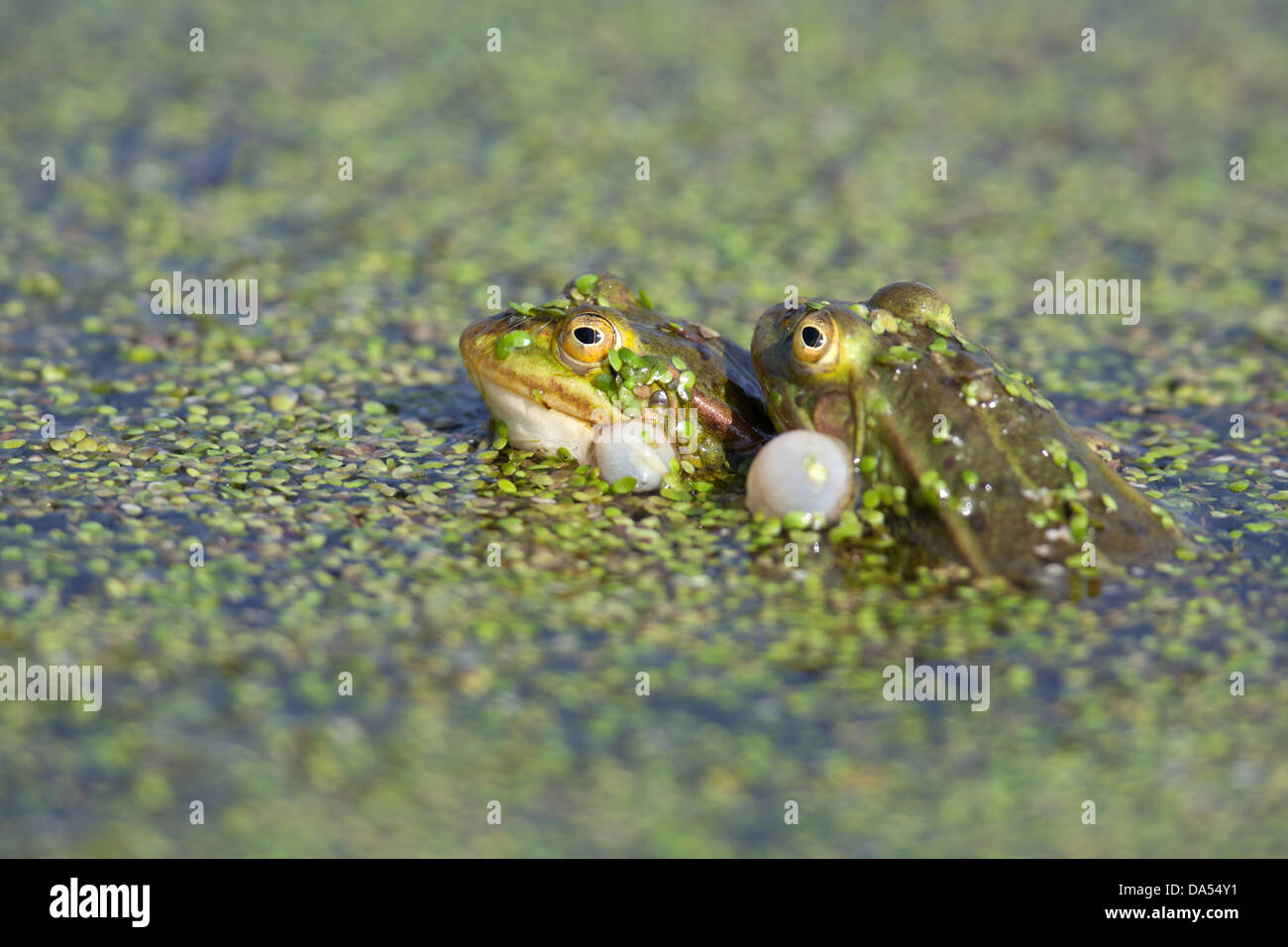 Common frogs are seen in tandem during the mating season with vocal ...