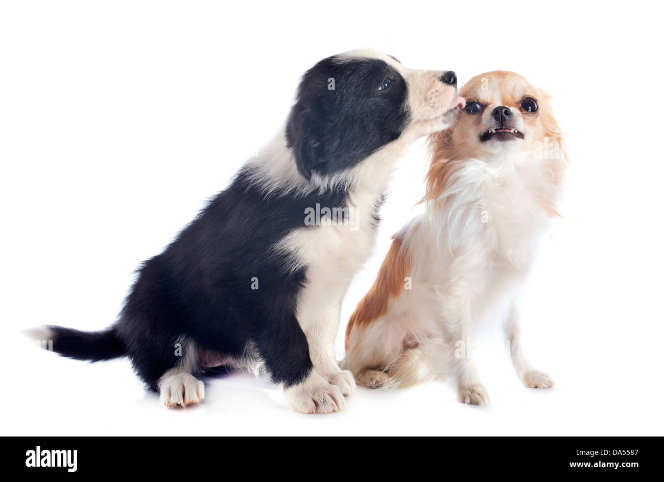 portrait of puppy border collie and angry chihuahua in front of white ...