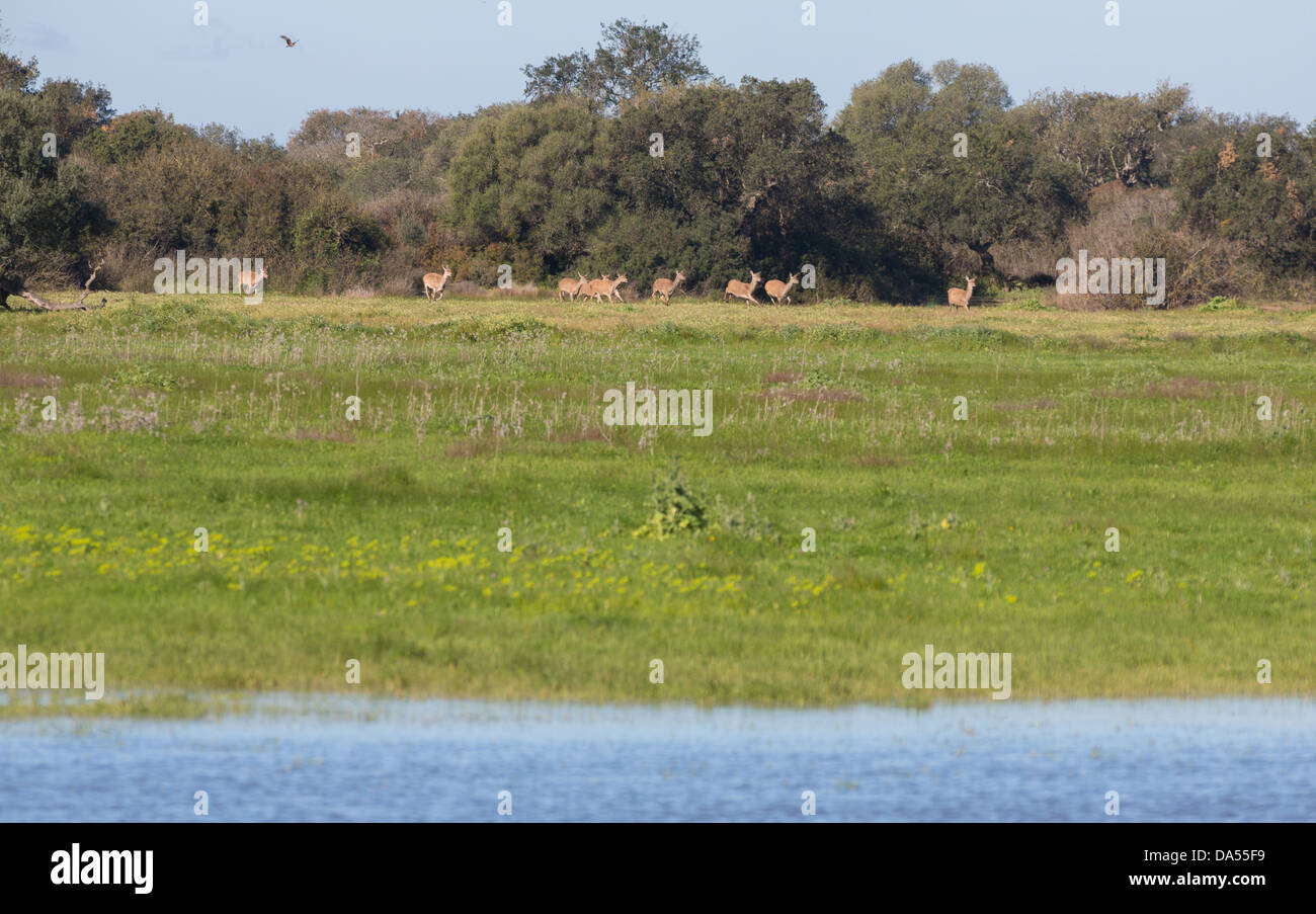 Doe group frightened Stock Photo - Alamy