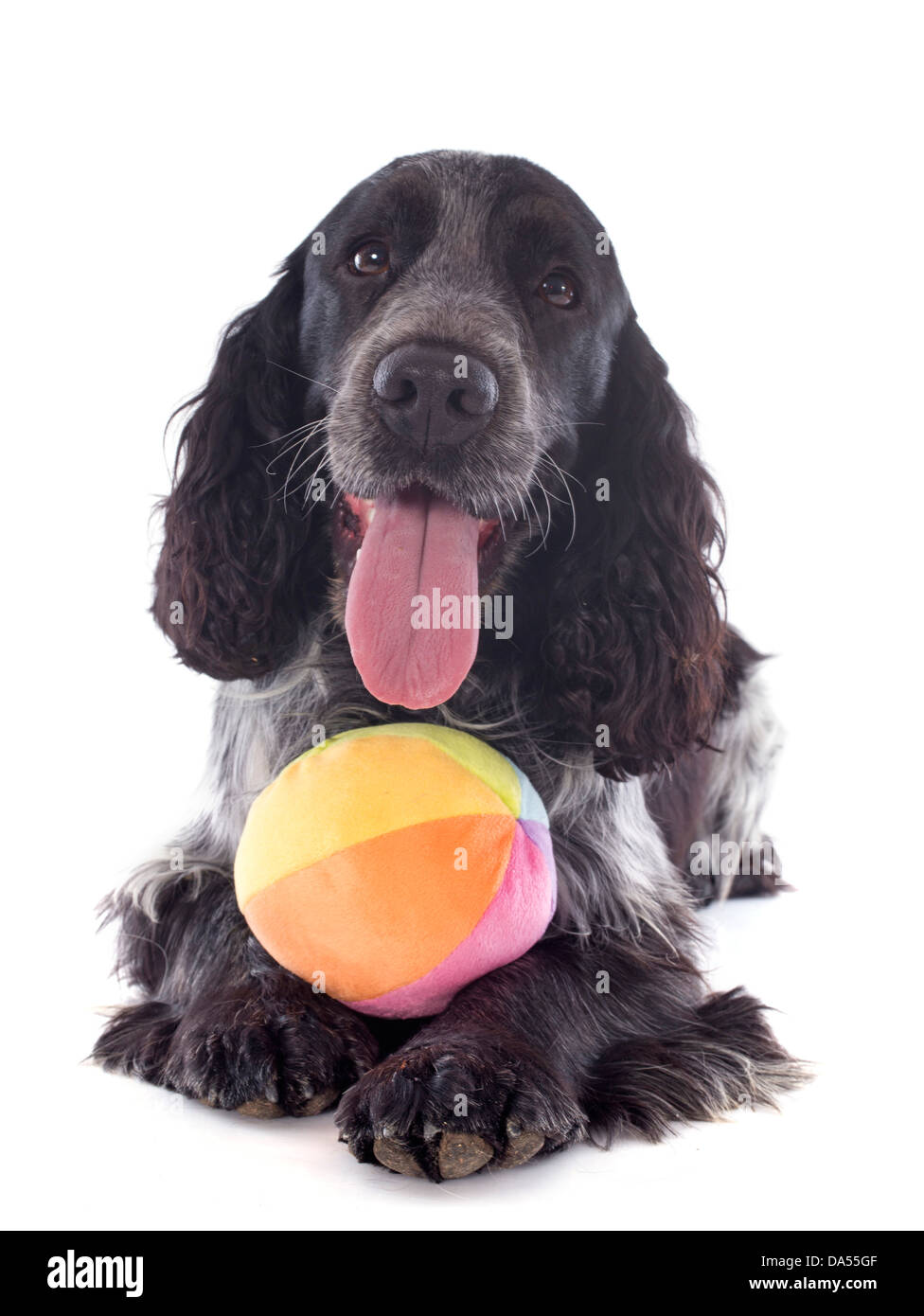 portrait of a purebred english cocker in a studio Stock Photo - Alamy