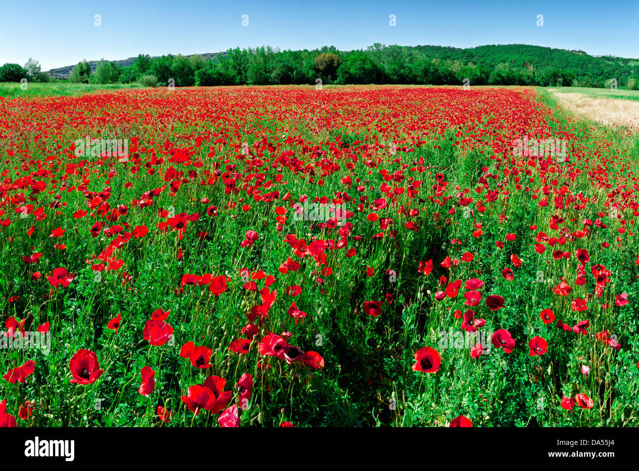 Field, poppy, red, green, Volterra, Italy, Europe, Tuscany, Toscana ...