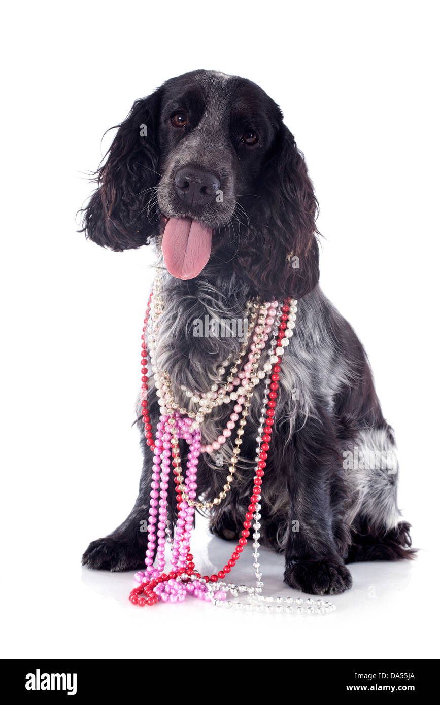 portrait of a purebred english cocker with pearl collar in a studio ...