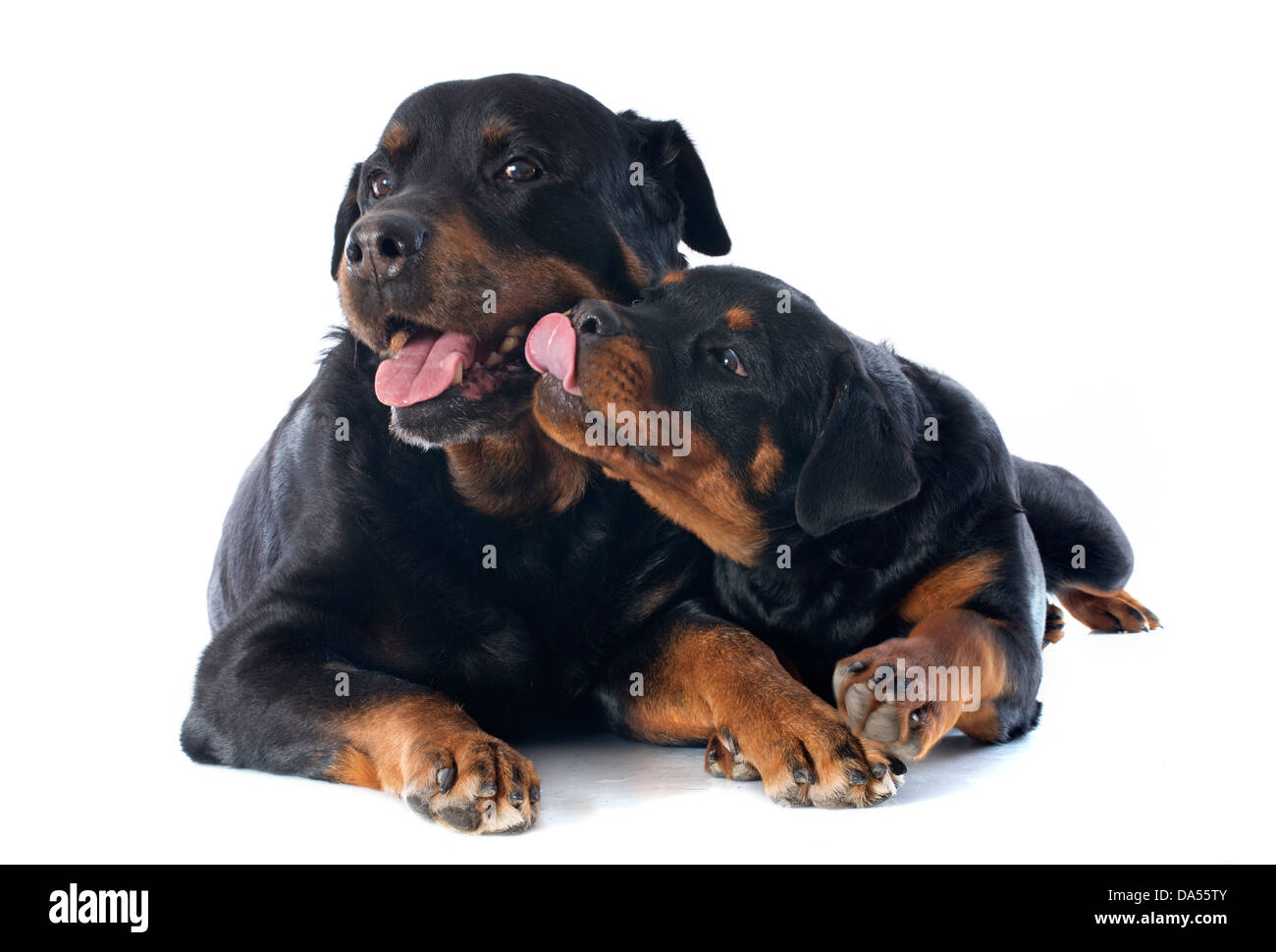 portrait of a purebred puppy and adult rottweiler in front of white ...