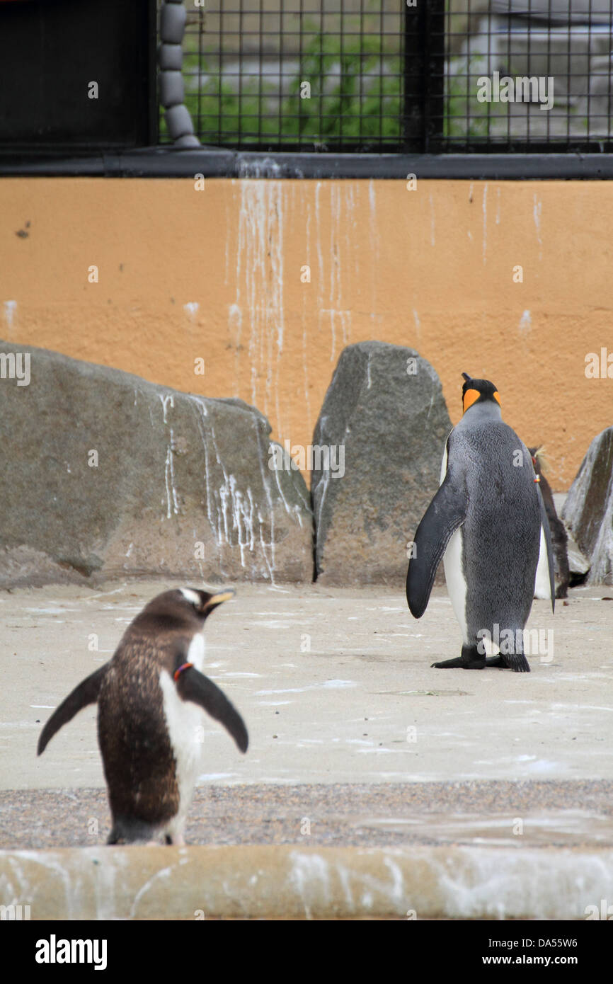 Antarctic emperor penguins windy hi-res stock photography and images ...