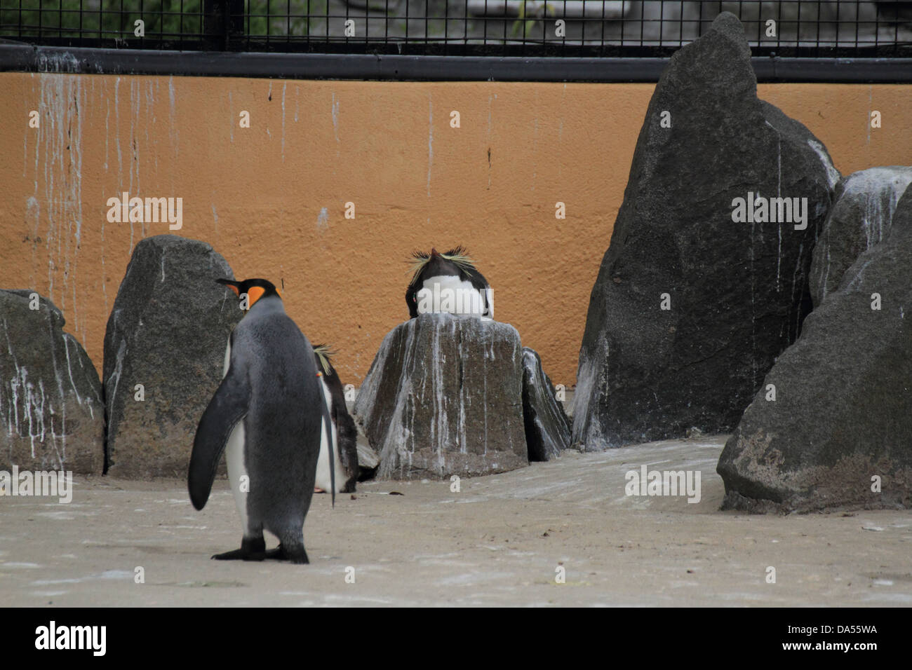 Antarctic emperor penguins windy hi-res stock photography and images ...