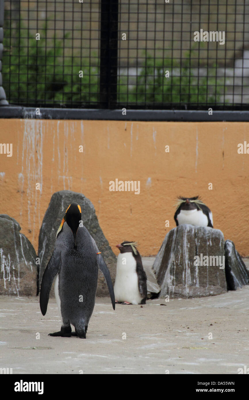 Antarctic emperor penguins windy hi-res stock photography and images ...