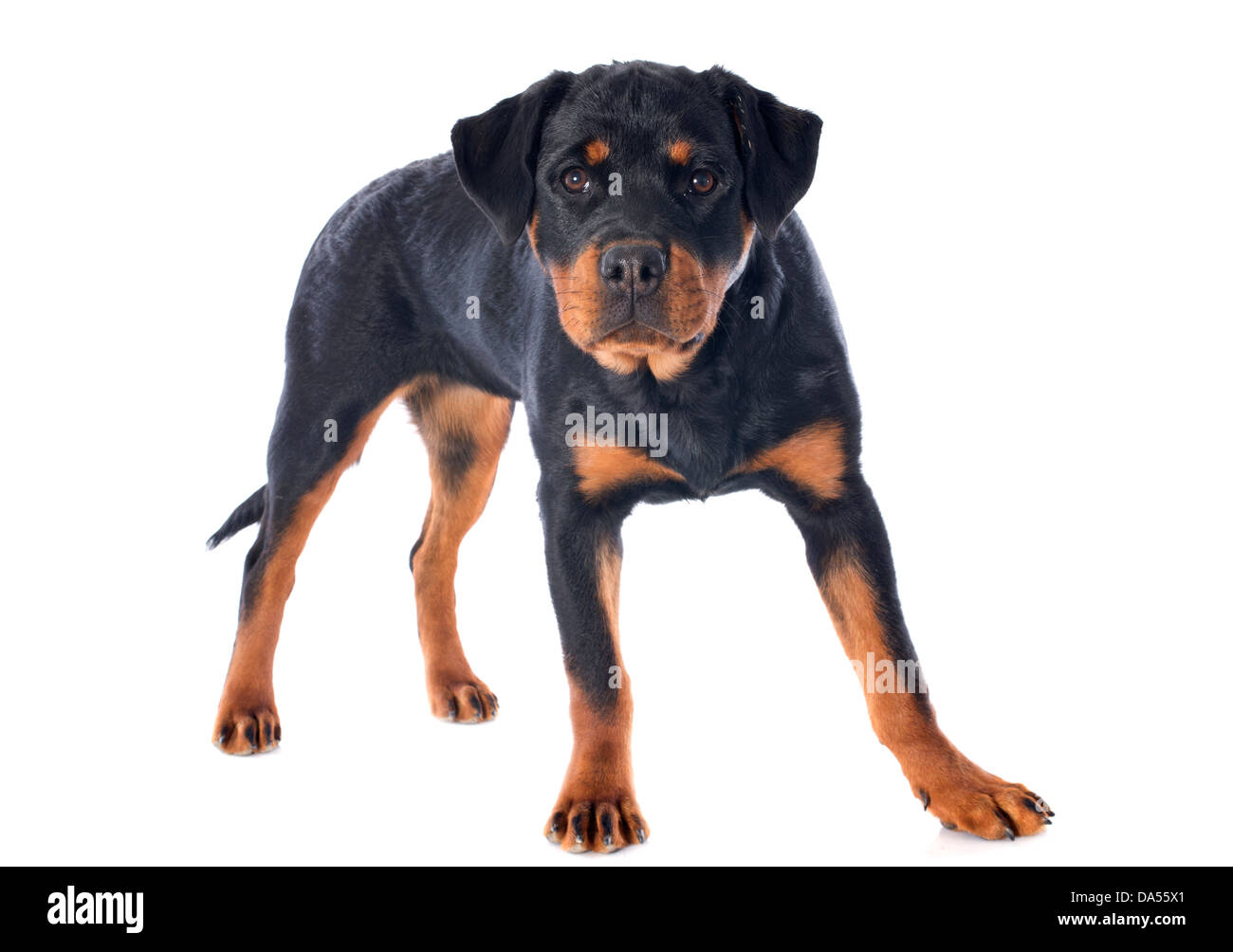 portrait of a purebred puppy rottweiler in front of white background ...