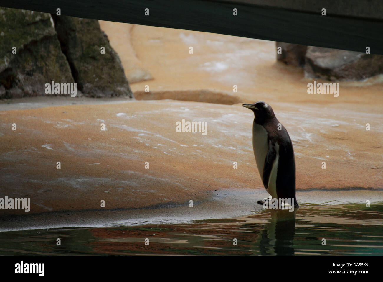 Fat penguin hi-res stock photography and images - Alamy