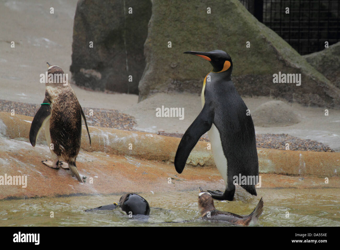 Antarctic emperor penguins windy hi-res stock photography and images ...