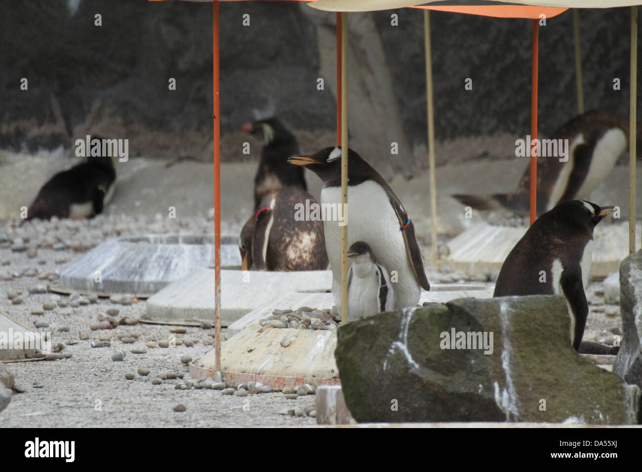 Antarctic emperor penguins windy hi-res stock photography and images ...