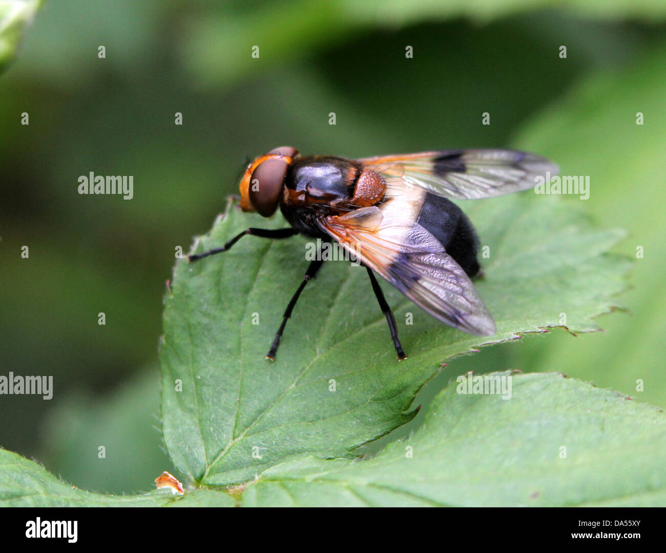 Volucelle Transparente High Resolution Stock Photography and Images - Alamy