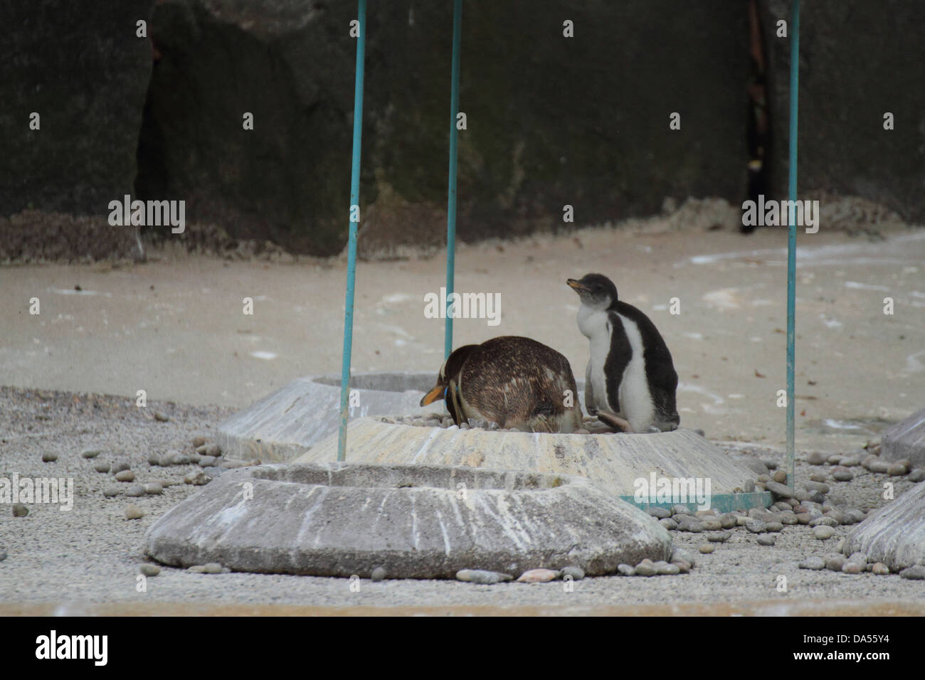 Antarctic emperor penguins windy hi-res stock photography and images ...