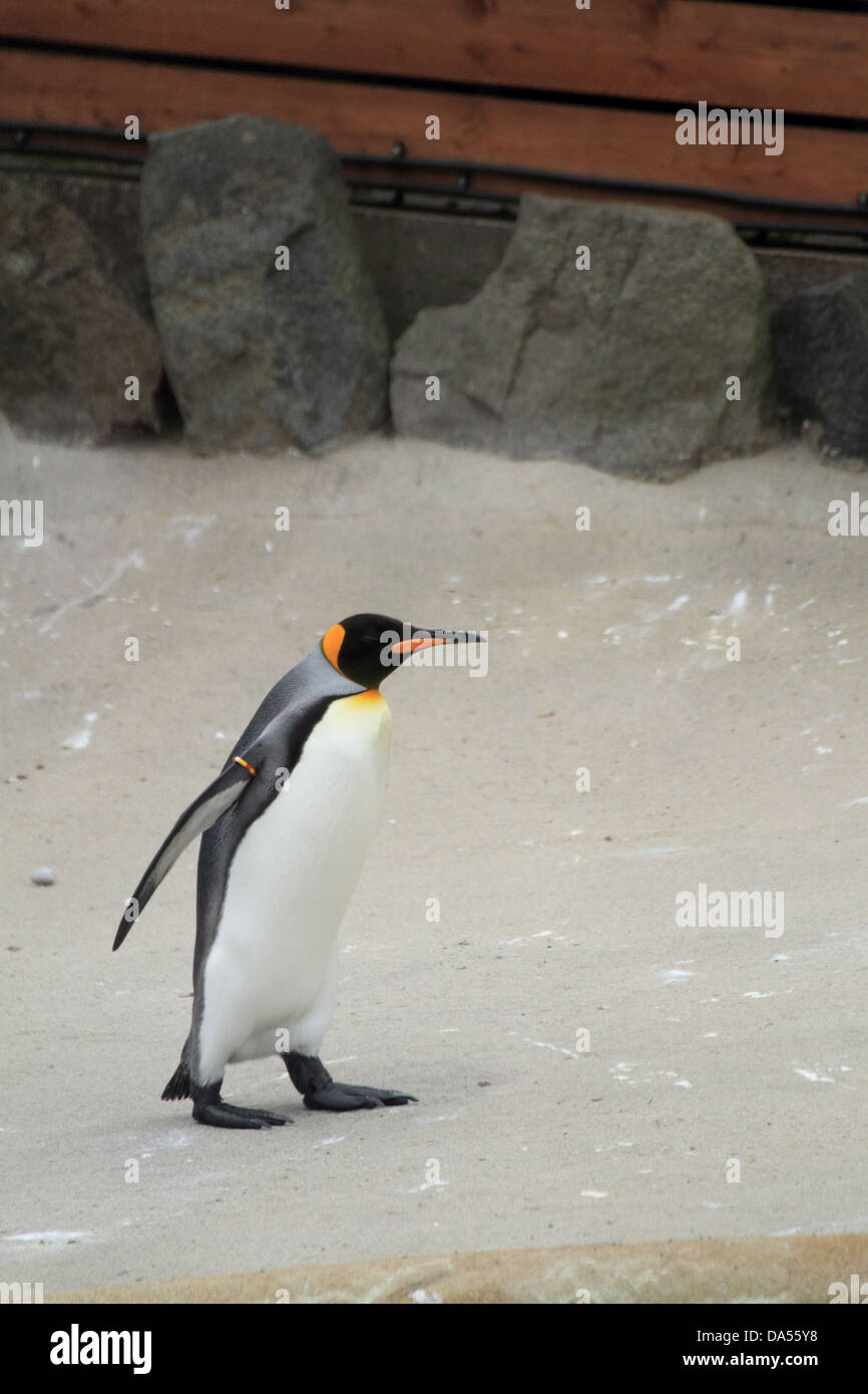 Fat penguin hi-res stock photography and images - Alamy