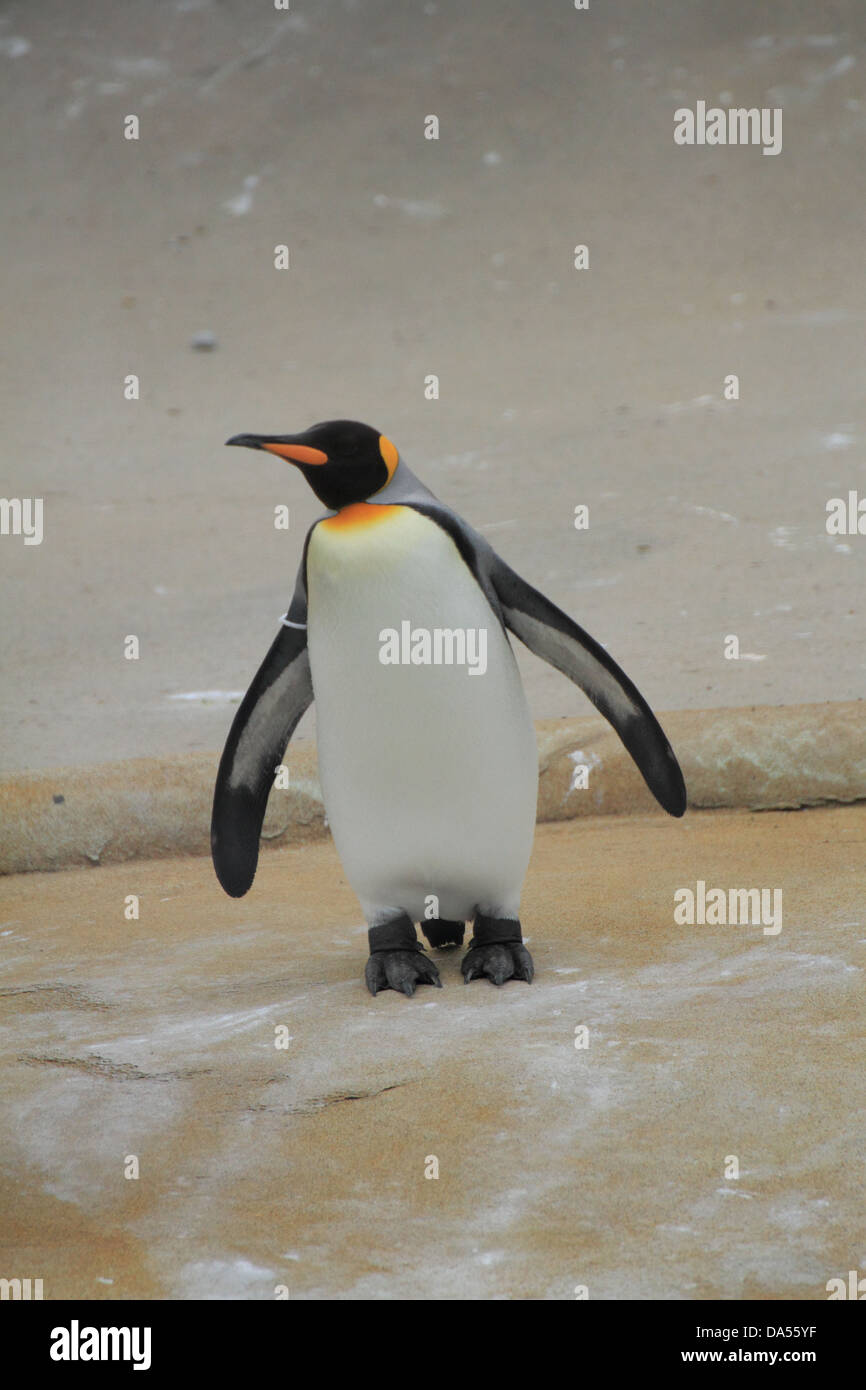 King penguin swim hi-res stock photography and images - Alamy
