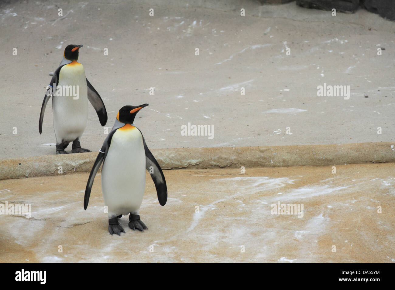 Funny penguin hi-res stock photography and images - Alamy