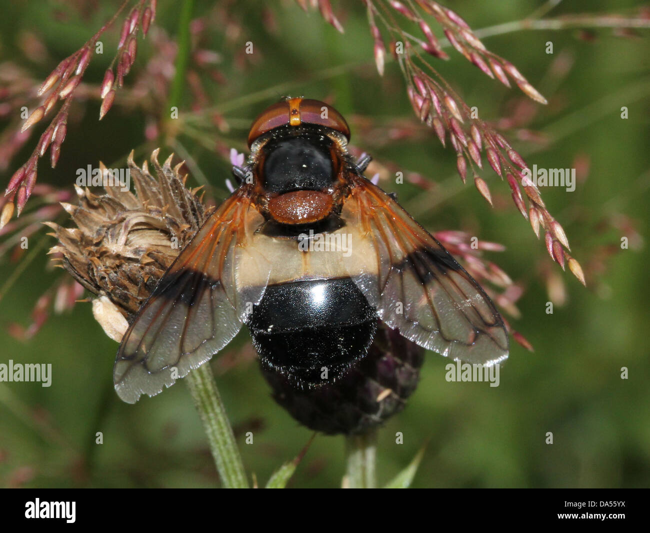 Detailed macro of Volucella pellucens, a large European hoverfly ...