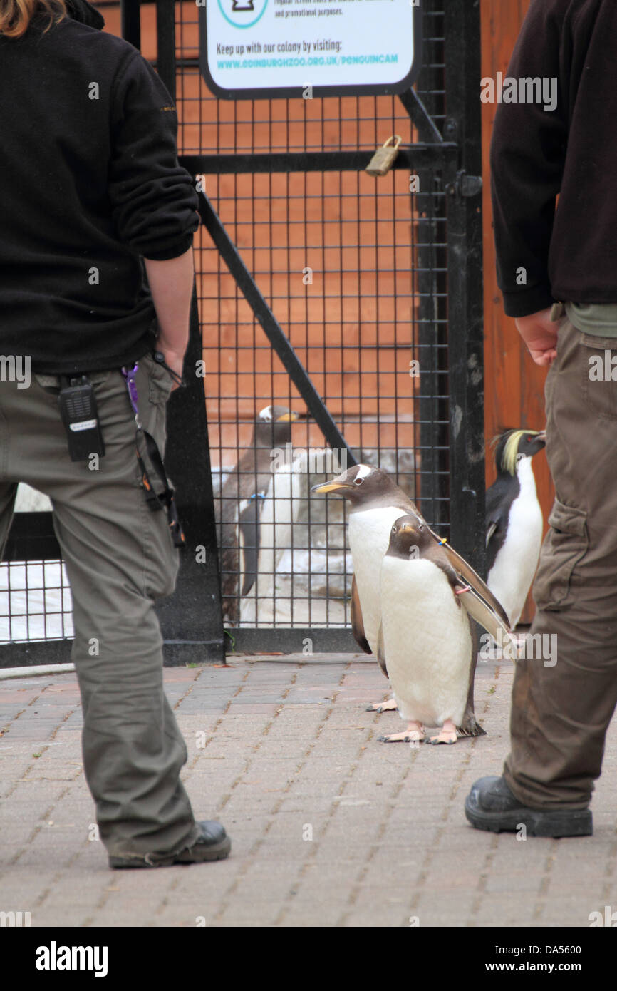 Antarctic emperor penguins windy hi-res stock photography and images ...