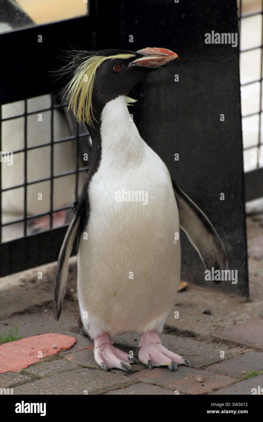 Fat penguin hi-res stock photography and images - Alamy
